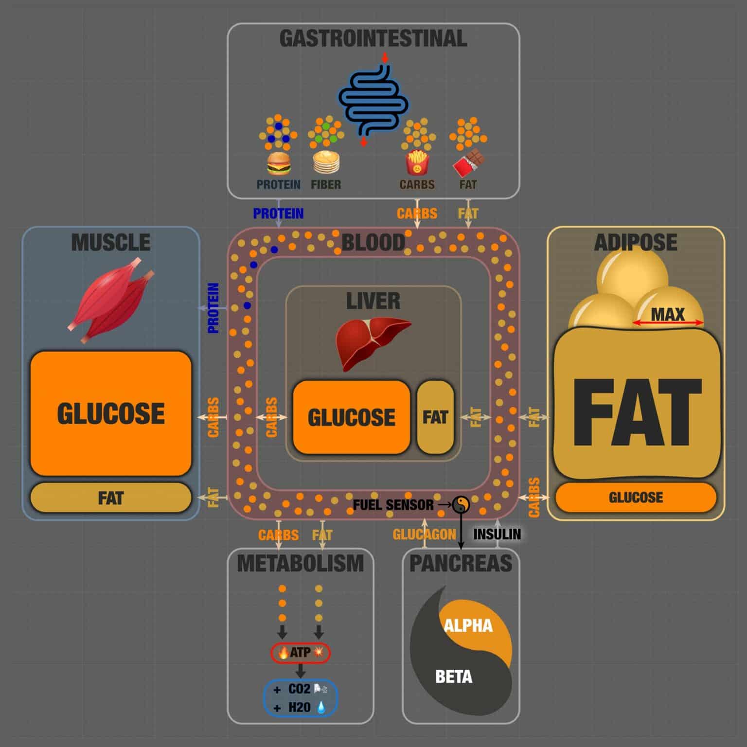 Your Energy and Macronutrient Metabolism: A Visual Guide | Optimising ...