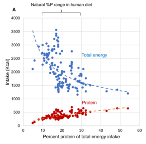 The AMDR for Protein: Acceptable vs Optimal | Optimising Nutrition