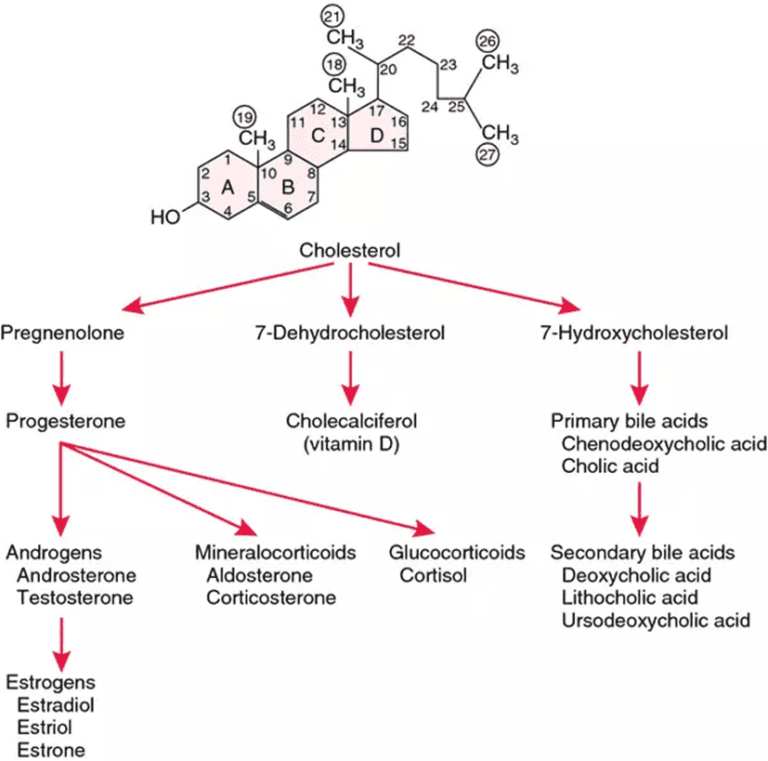 Exploring Dietary Cholesterol and Blood Cholesterol: Unveiling the ...