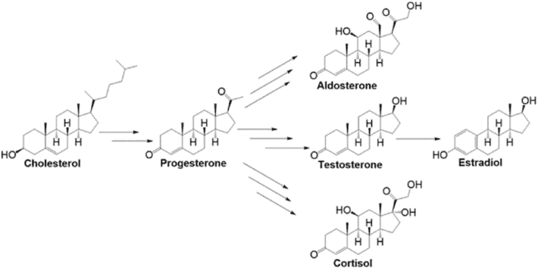 Navigating Blood Sugar and Cortisol: Your Route to Weight Loss Amid ...